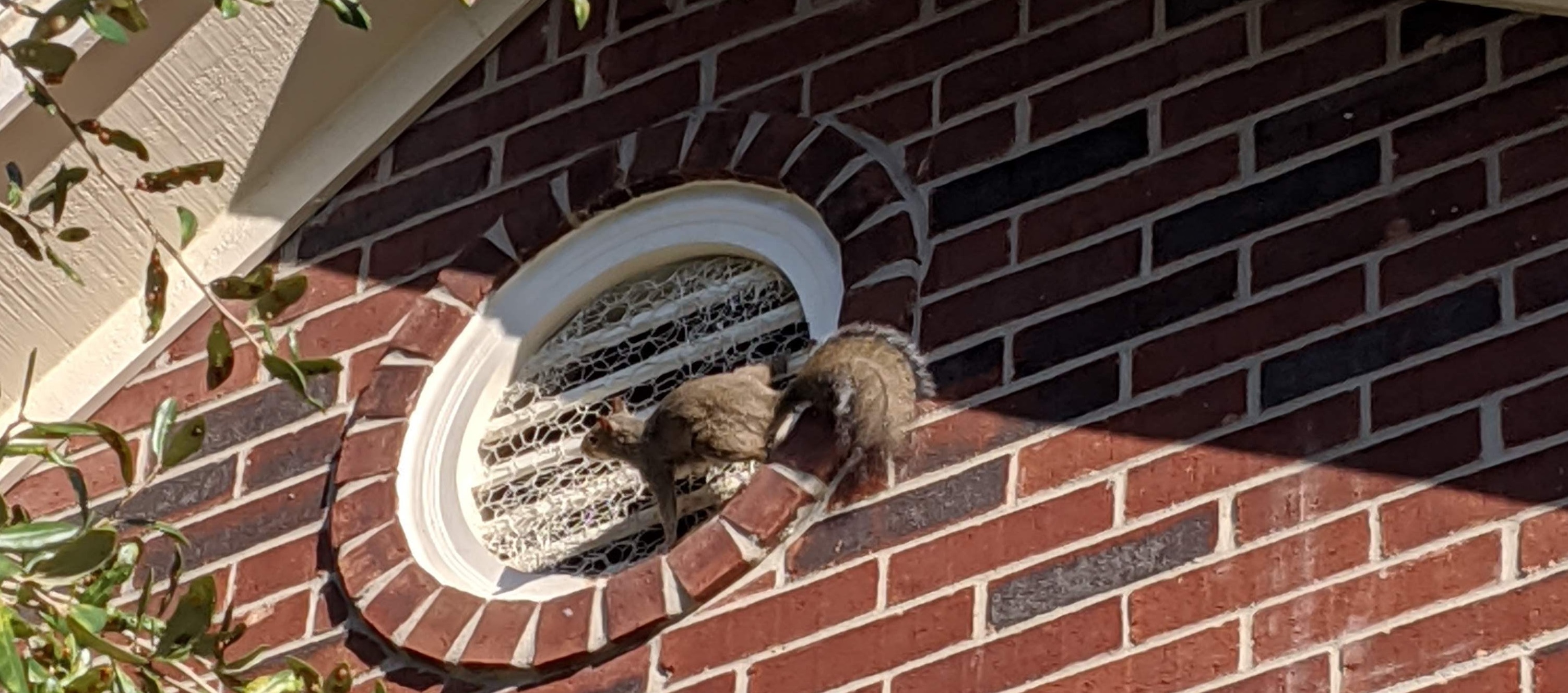 Squirrels Vs Rats How To Tell The Difference Critter Control squirrels-vs-rats-how-to-tell-the-difference-critter-control